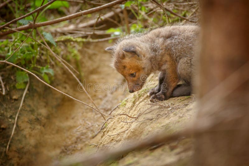 Very Young Fox Looking Den Stock Photos - Free & Royalty-Free Stock ...