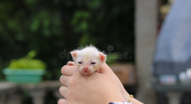 A Very Young Grumpy Small Kitten that Just Woke Up Stock Image - Image ...