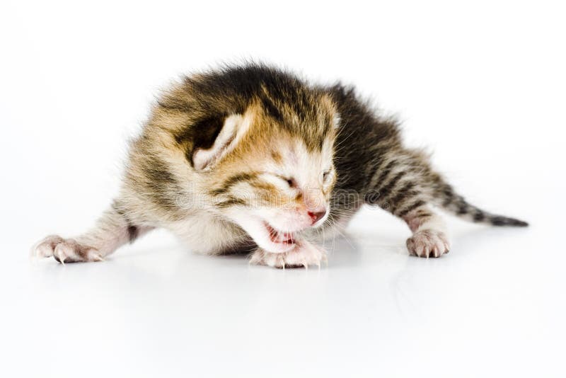 Very young kitten stock photo. Image of front, cute, light - 7253754