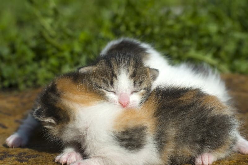 Very young kittens stock photo. Image of heat, nature - 24747908