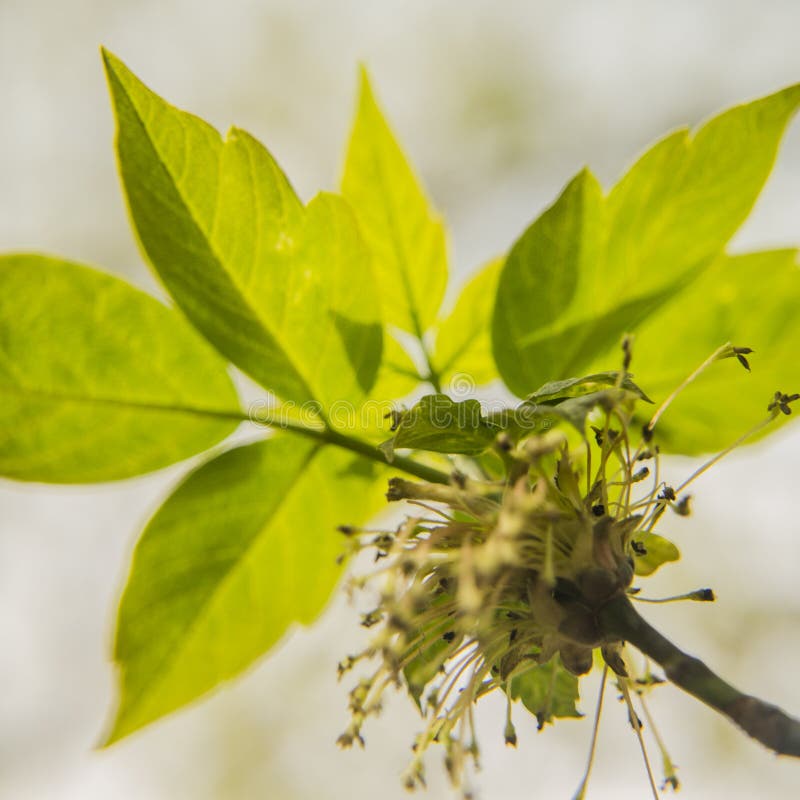 A Very Young Leaf of a Tree. Spring Stock Image - Image of view ...
