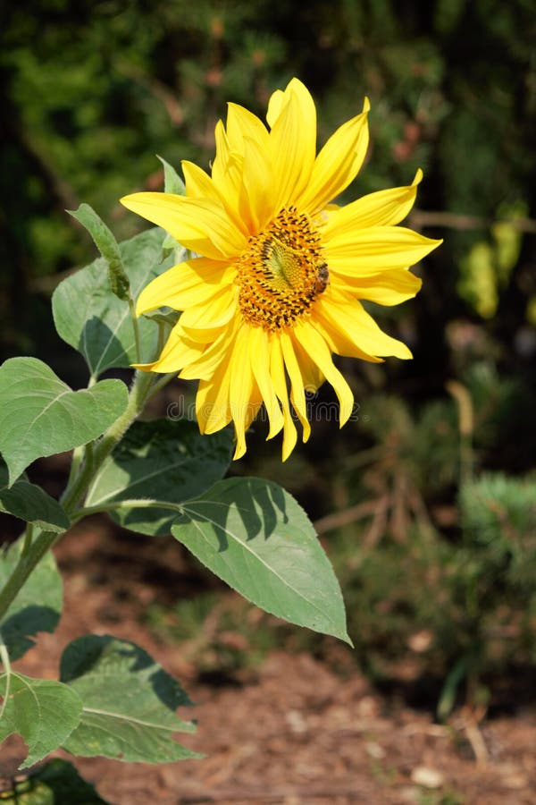 A Very Young Little Flower of a Sunflower with Its Stem Stock Image ...