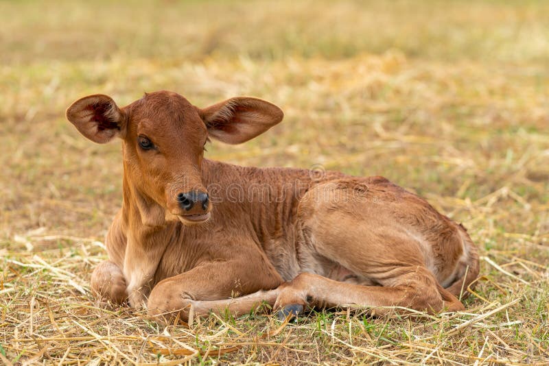 The Young Brown Calf Making the Sound in the Field Stock Photo - Image ...