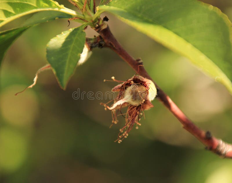 Young peach trees stock image. Image of growing, grove - 14293521