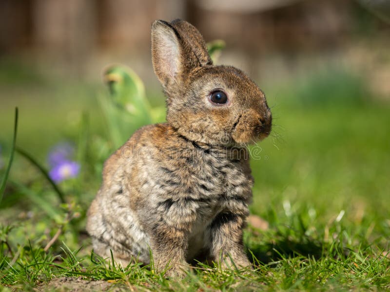 A Very Young Rabbit Sitting in the Grass Stock Image - Image of grass ...