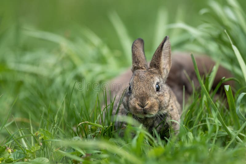 A Very Young Rabbit Sitting in the Grass Stock Photo - Image of animal ...