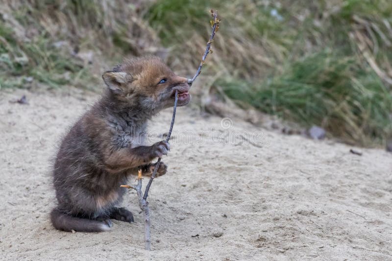 Very Young Red Fox Biting a Branch Stock Photo - Image of carnivore ...