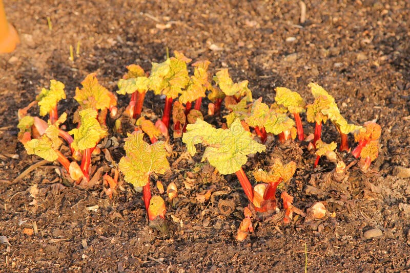Young Rhubarb Plant with Purple and Red Stock Photo - Image of textured ...