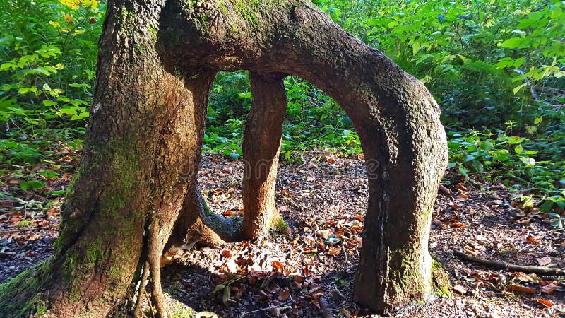 Verzweigte Baumwurzel stockfoto. Bild von botanisch - 192192496