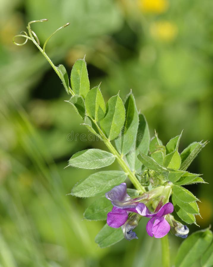 Floraison Sativa De Vicia De Vesce Commune En Automne Photo stock ...