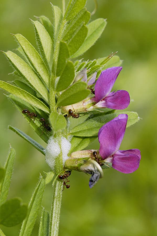 Vesce Commune Dans Le Domaine De Grain Photo stock - Image du parfum ...