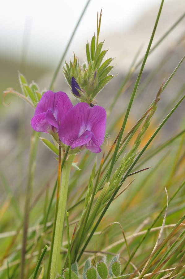 Vesce Commune (vicia Sativa) Image stock - Image du centrale, vesce ...