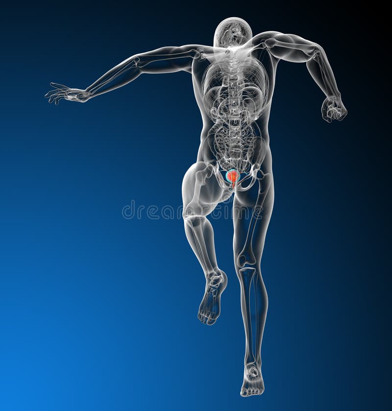 Vescica umana con urina illustrazione vettoriale. Illustrazione di ...