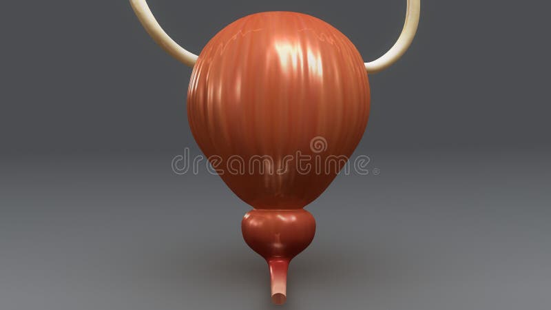 Vescica urinaria illustrazione di stock. Illustrazione di anatomia ...