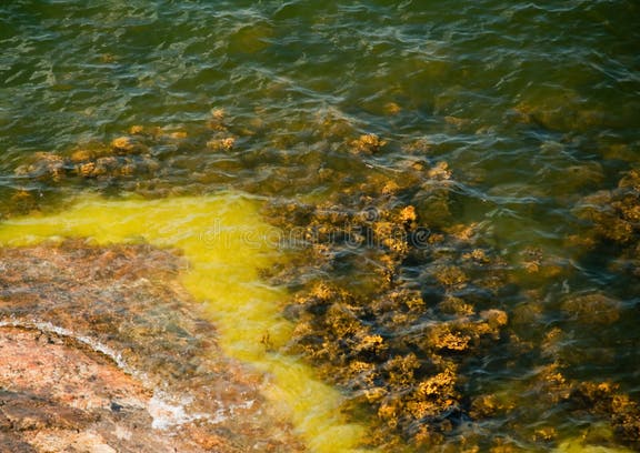 Vesiculosus de Fulus imagen de archivo. Imagen de coastline - 24098661