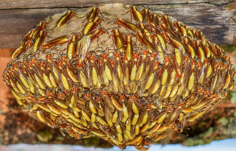 Vespa foto de stock. Imagem de nave, vespas, insetos - 110980600