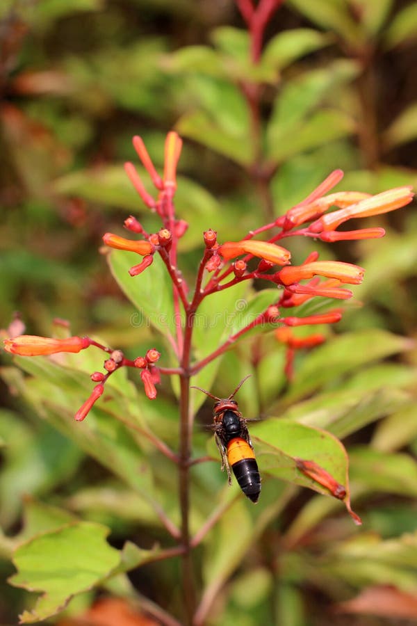 The Vespa Affinis and Pyrostegia Stock Photo - Image of insects ...