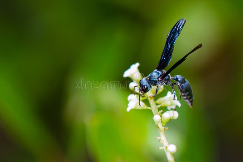 Vespa Azul Da Lama No Azevinho De Mar Foto de Stock - Imagem de inseto ...