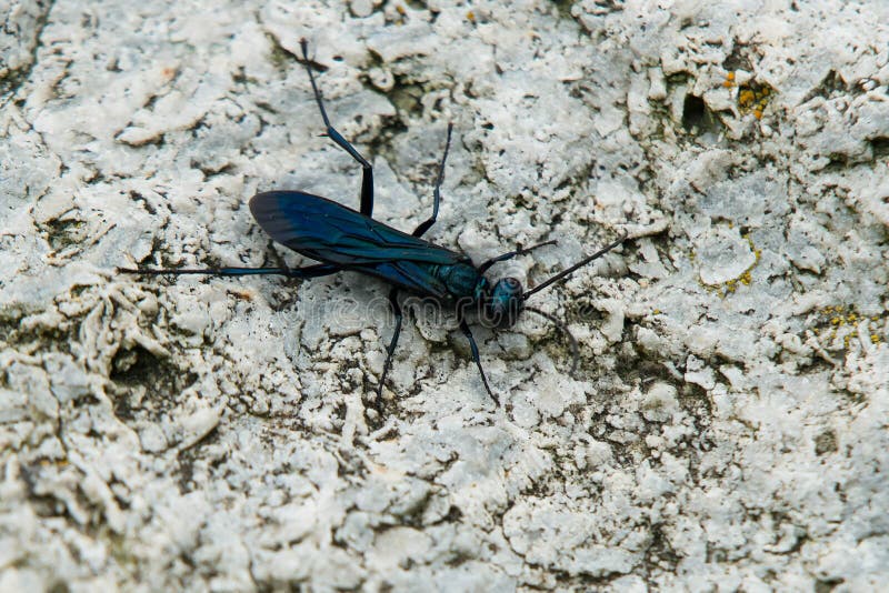 Vespa Azul Da Lama No Azevinho De Mar Foto de Stock - Imagem de inseto ...