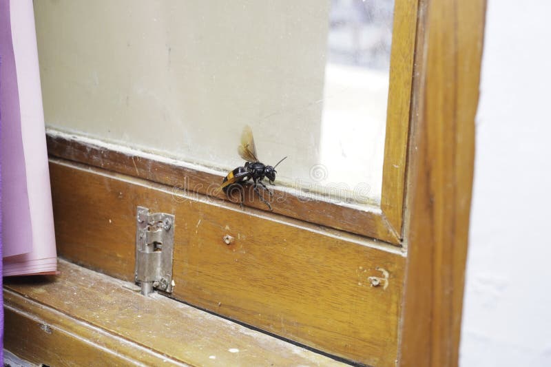 A Vespa Bee Flying Near a Window in the Early Spring Stock Photo ...
