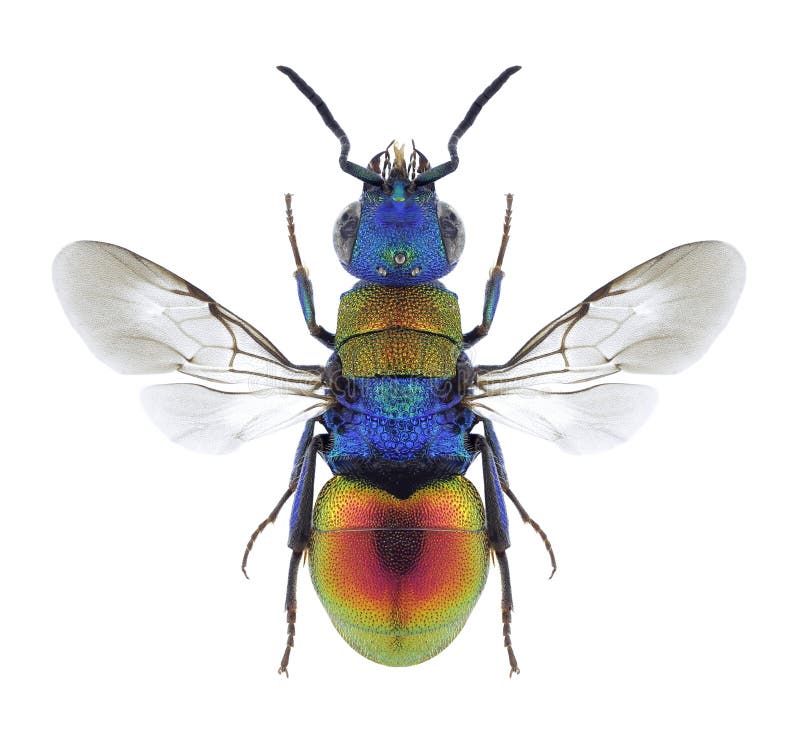 Fervida De Holopyga, Uma Vespa Do Cuco Foto de Stock - Imagem de bonito ...