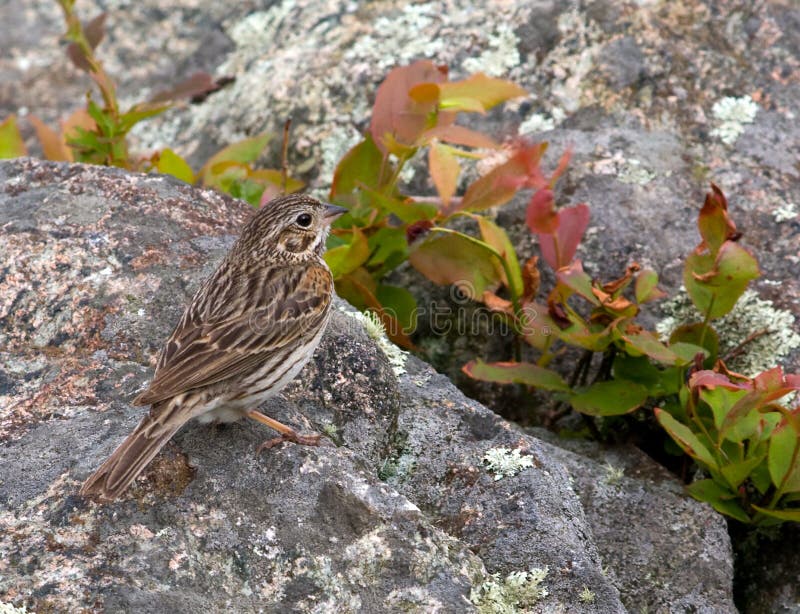 Vesper Sparrow stock photo. Image of sparrow, watching - 15257318
