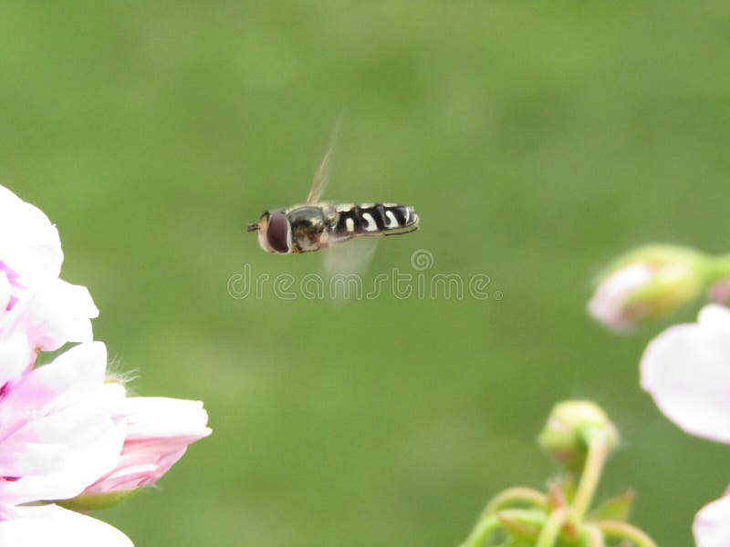 Hoverfly flying up-close stock image. Image of midair - 96208637