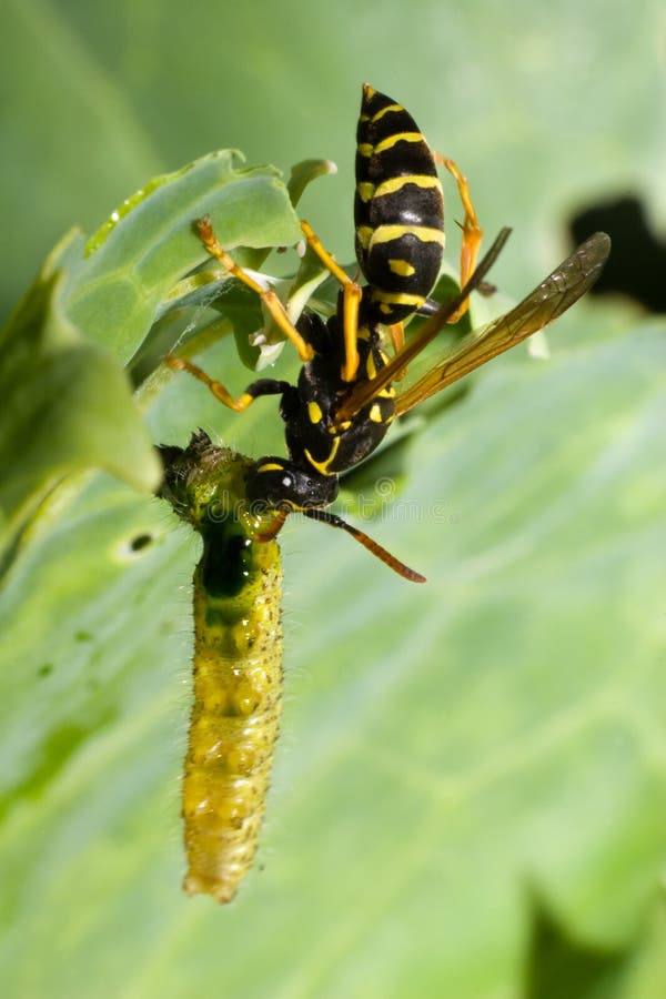 Vespidae, wasp stock image. Image of eating, animal, feeding - 9137075