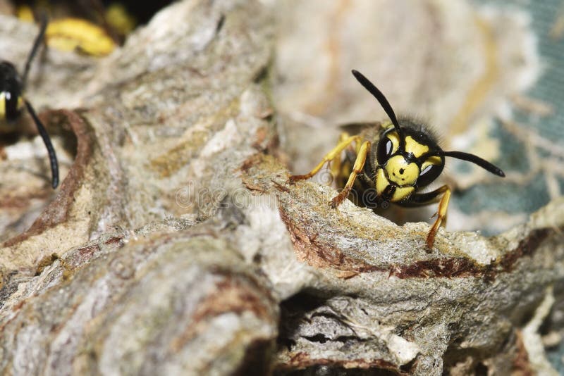 Vespula germanica fotografia stock. Immagine di costruzione - 56570278