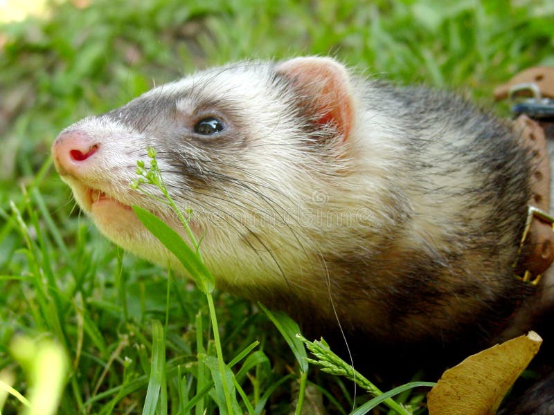 Vessla arkivfoto. Bild av vessla, angus - 129109360