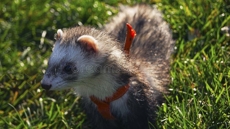 Vessla arkivfoto. Bild av natur, vild, gräs, angus, vessla - 129109360