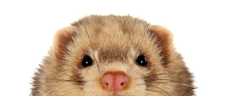 Vessla fotografering för bildbyråer. Bild av roligt, vesslor - 14609969