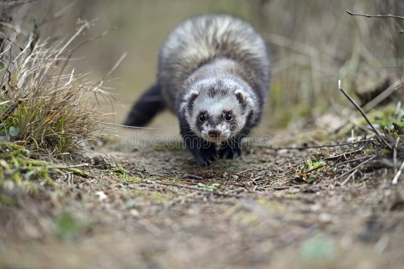 Hermelin fotografering för bildbyråer. Bild av anhydrous - 37157289