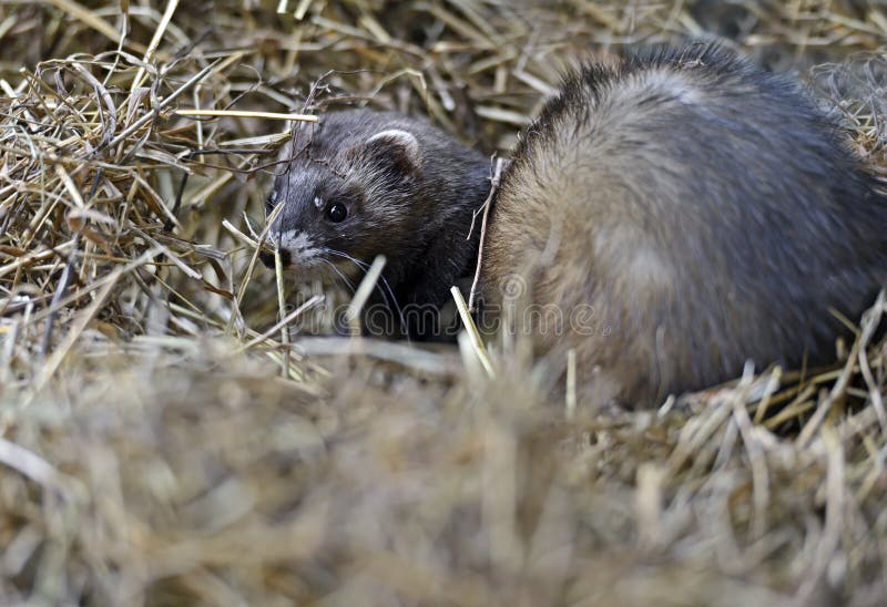 Vessla arkivfoto. Bild av djurliv, anhydrous, skog, angus - 37485146