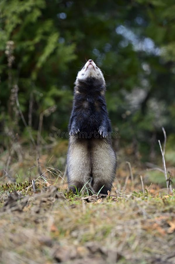 Vessla arkivfoto. Bild av anhydrous, angus - 38112634