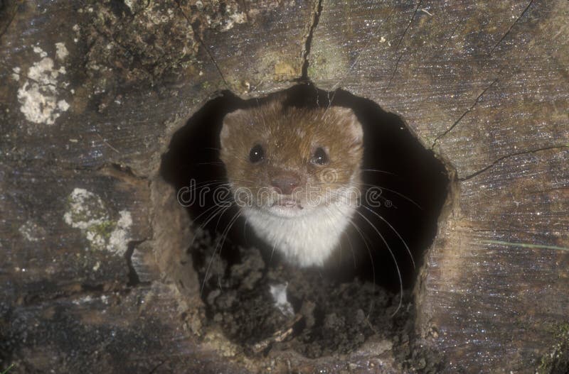 Kort-tailed Vessla I Granfilialer Och Snö Arkivfoto - Bild av ermine ...
