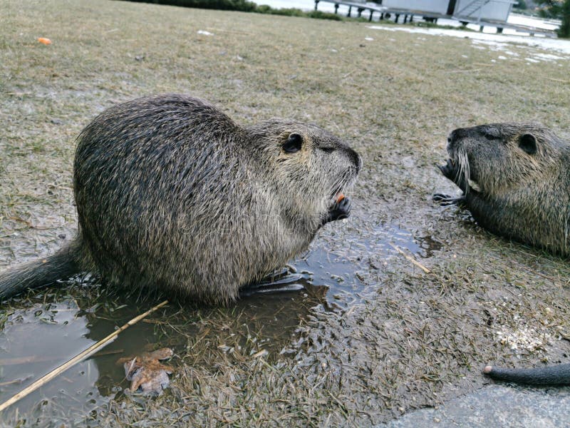 Vestimenta De Um Nutria Peludo Que Come Comida E Se Posiciona Sobre a ...