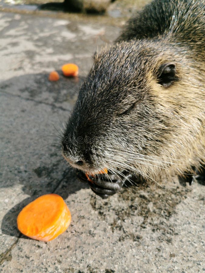 Vestimenta De Um Nutria Peludo Que Come Comida E Se Posiciona Sobre a ...