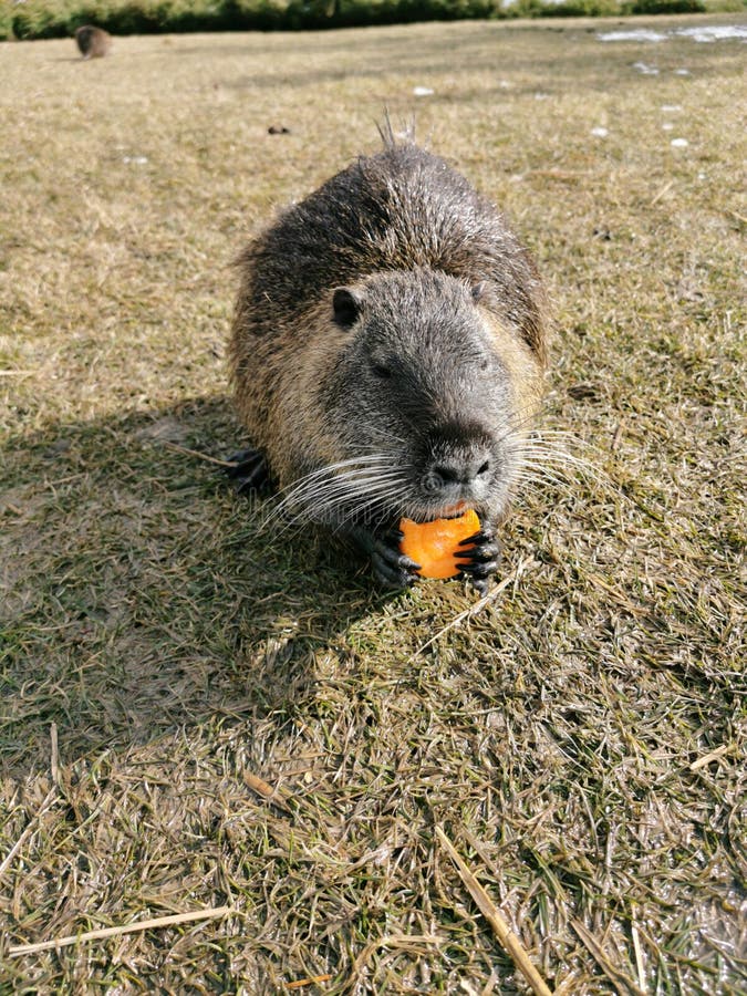 Vestimenta De Um Nutria Peludo Que Come Comida E Se Posiciona Sobre a ...