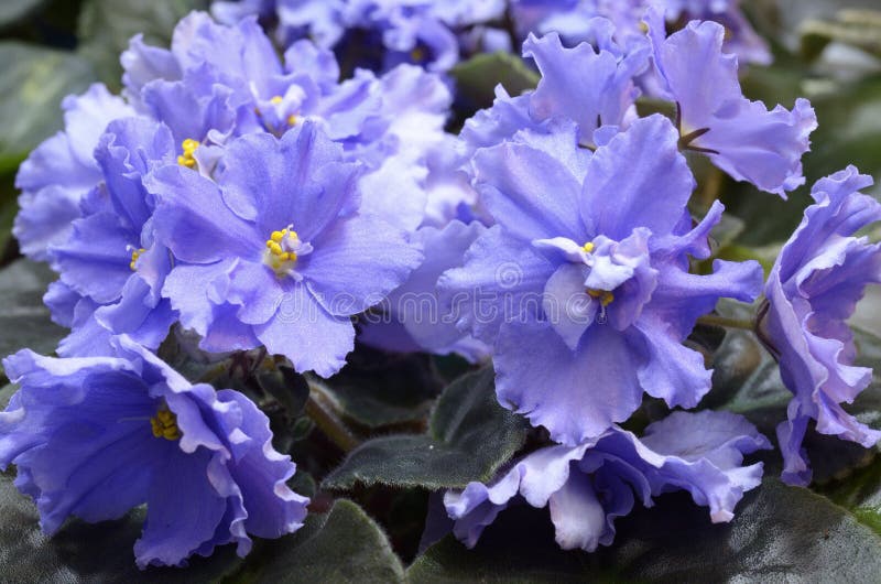 Vestimenta De Violetas Azuis Florescendo Foto de Stock - Imagem de ...