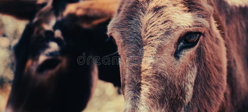 Vestimenta Dos Olhos De Uma Mula Imagem de Stock - Imagem de rural ...