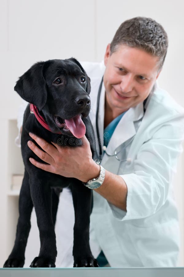 Happy vet with dog and cat stock photo. Image of smile - 36759282