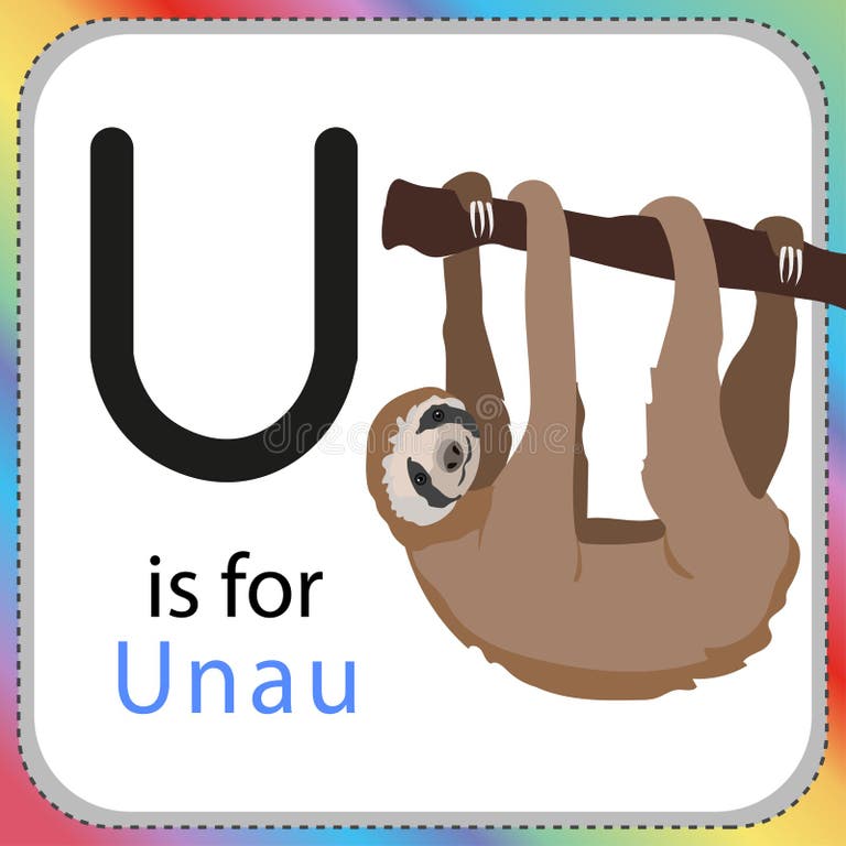 Alphabet Flashcards for Kids - Learning U is for Unau Stock Image ...