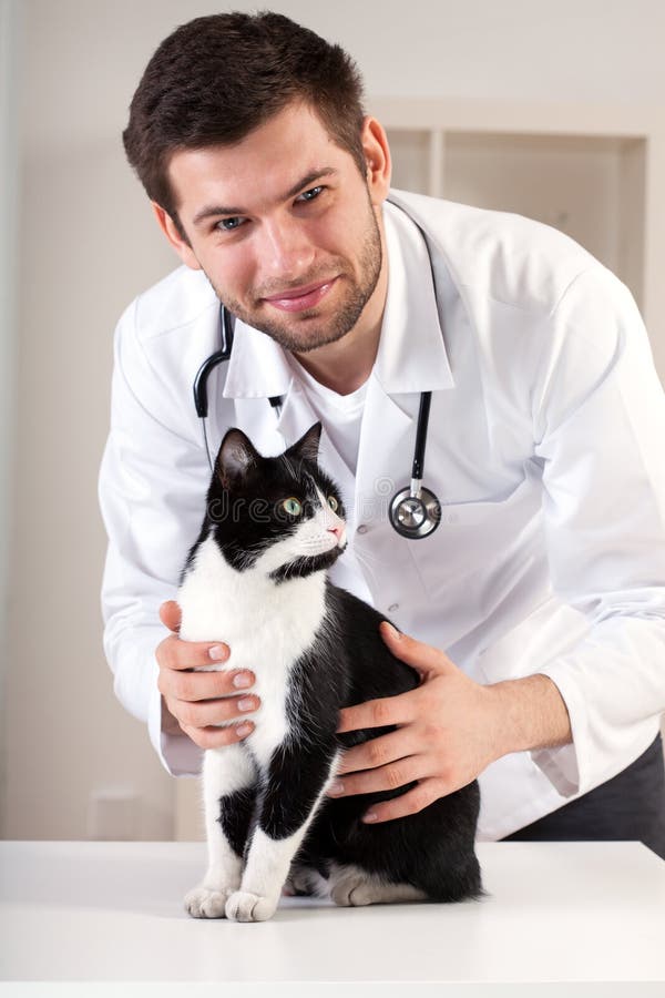 Vet with cat stock photo. Image of check, care, control - 40563352