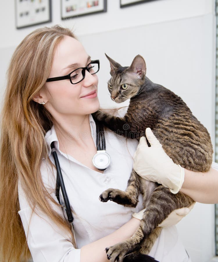 Vet with Cat in Veterinary Clinic Stock Photo - Image of professional ...