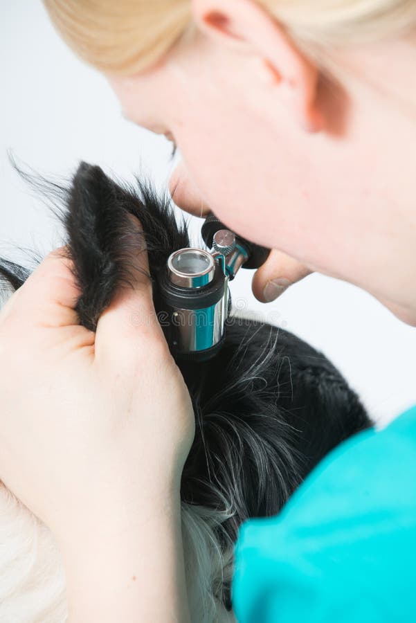 Vet check stock photo. Image of animal, control, investigation - 39128054