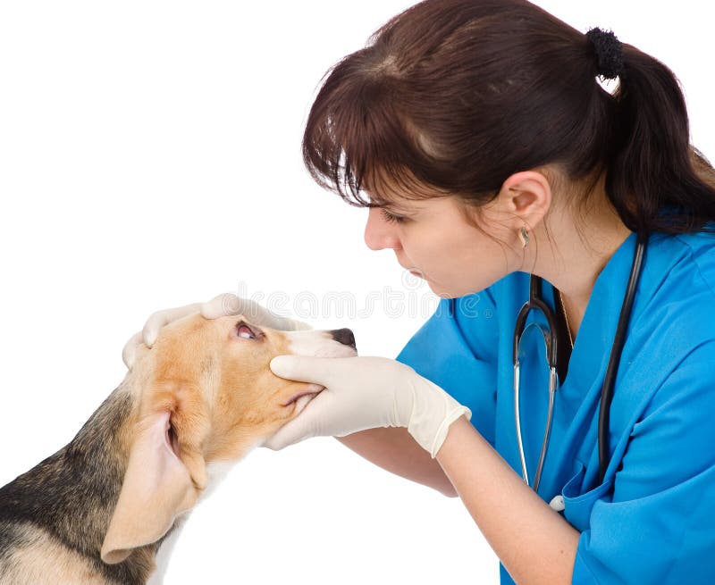 Vet Check the Dog S Eyes. Isolated on White Background Stock Photo ...
