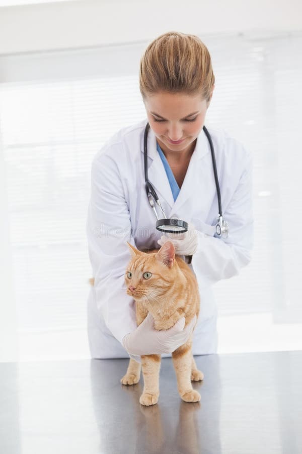 Vet Checking a Cats Heartbeat Stock Photo - Image of standing, health ...