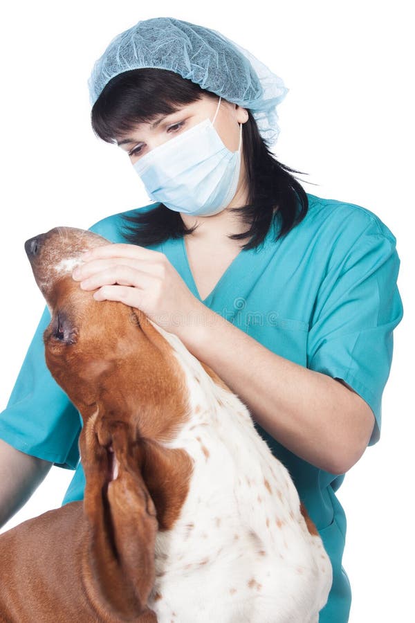 Vet checking a dog stock photo. Image of hound, head - 28537150