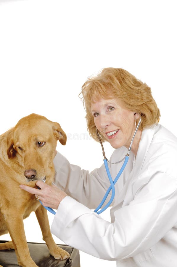 Vet checking dog stock photo. Image of veterinarian, mammal - 37472830